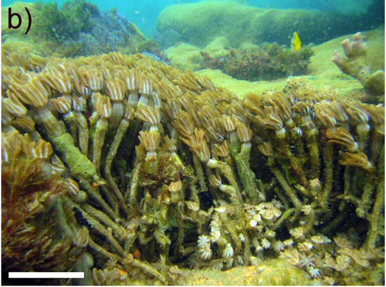 Invasive Sansibia & Clavularia Discovered Growing off Brazil Coast ...