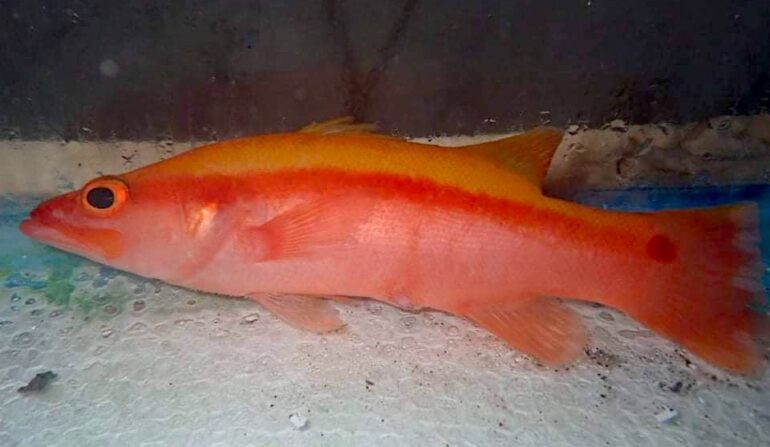 Liopropoma dorsoluteum, First Live Photos of Yellow Back Basslet | Reef ...