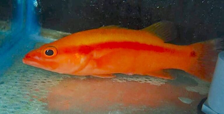 Liopropoma dorsoluteum, First Live Photos of Yellow Back Basslet | Reef ...