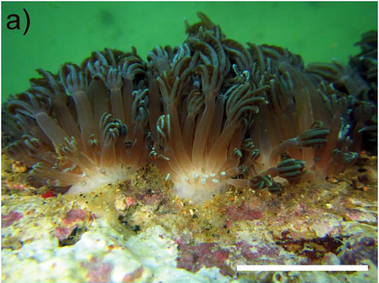 Invasive Sansibia & Clavularia Discovered Growing off Brazil Coast ...