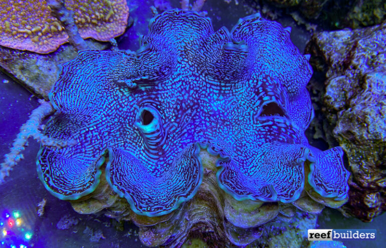 Corals & Clams Can Only Look Blue Under Daylight Spectrum | Reef ...