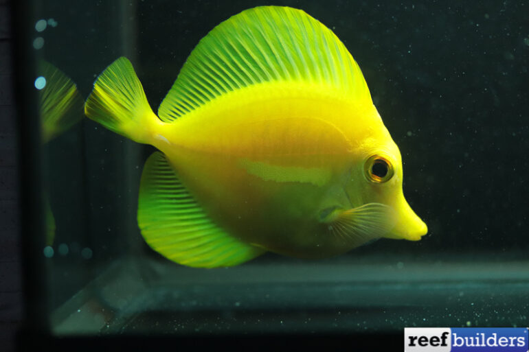 Captive Bred Yellow Tangs from Biota are the only option! | Reef ...