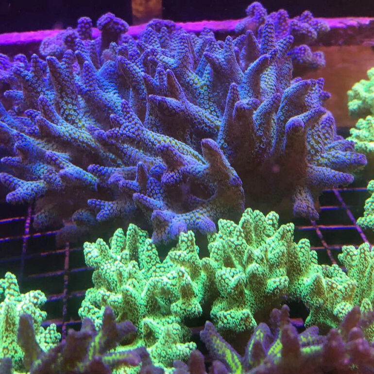 Blue Zing Birdnest is a Unique Cross of Popular Seriatopora Strains ...