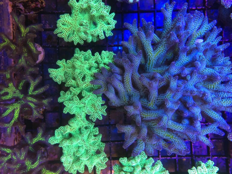Blue Zing Birdnest is a Unique Cross of Popular Seriatopora Strains ...
