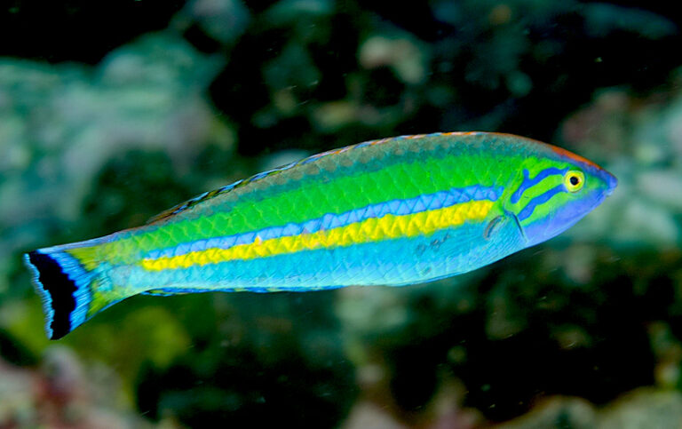 10 Rare Hawaiian Aquarium Fish | Reef Builders | The Reef and Saltwater ...