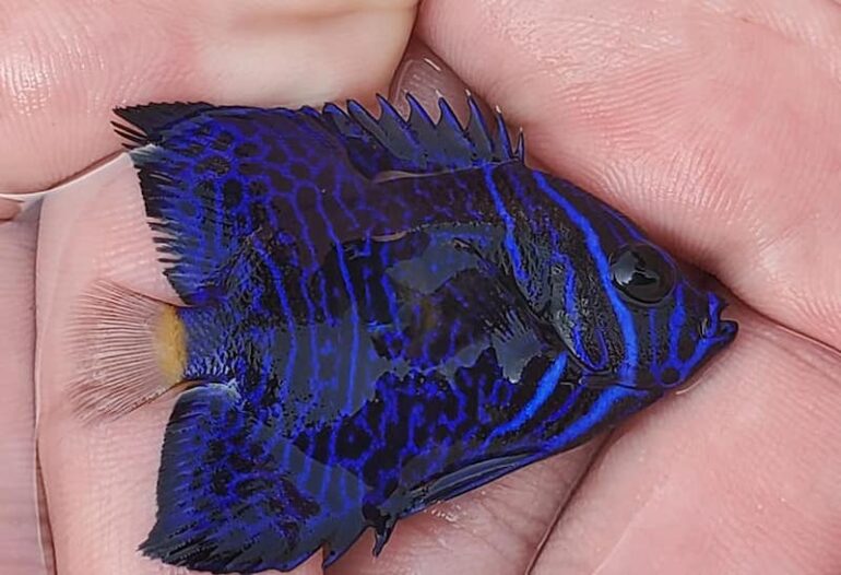 Hybrid Asfur Angelfish is the Latest WOW Fish from Bali Aquarich | Reef ...