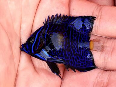 Hybrid Asfur Angelfish is the Latest WOW Fish from Bali Aquarich | Reef ...