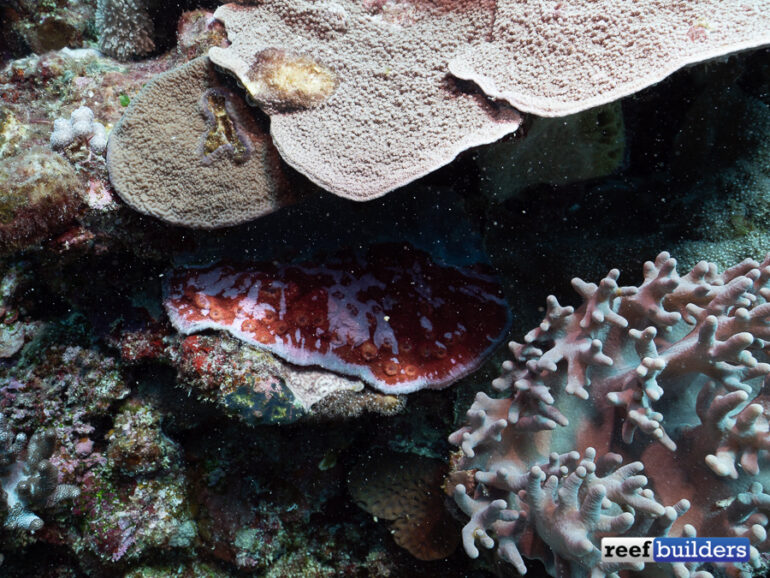 Lower Light Corals Can Live in Shallow Water Too | Reef Builders | The ...