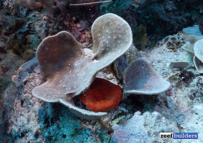 Lower Light Corals Can Live in Shallow Water Too | Reef Builders | The ...
