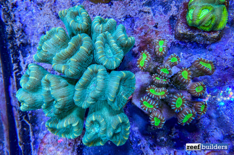 Astraeosmilia is a new Genus that Splits up the Candy Corals | Reef ...