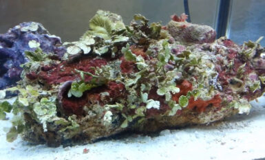 The History and Evolution of Live Rock | Reef Builders | The Reef and ...