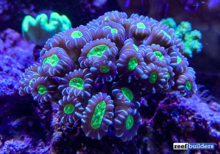 Astraeosmilia is a new Genus that Splits up the Candy Corals | Reef ...