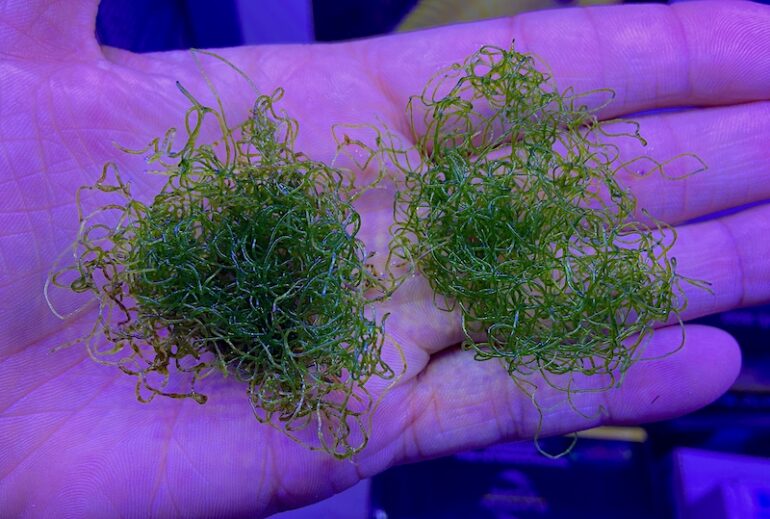 Chaetomorpha Strains are Much More Different Than We Ever Knew | Reef ...