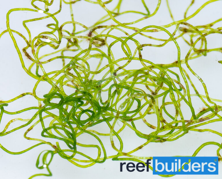 Chaetomorpha Strains are Much More Different Than We Ever Knew | Reef ...