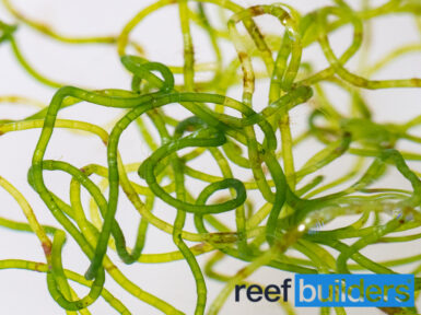 Chaetomorpha Strains are Much More Different Than We Ever Knew | Reef ...