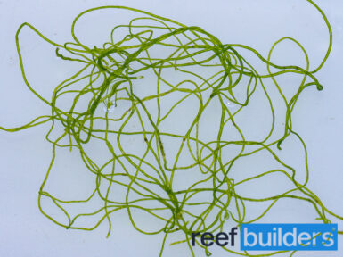 Chaetomorpha Strains are Much More Different Than We Ever Knew | Reef ...