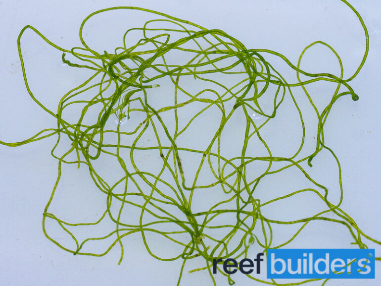 Chaetomorpha Strains are Much More Different Than We Ever Knew | Reef ...