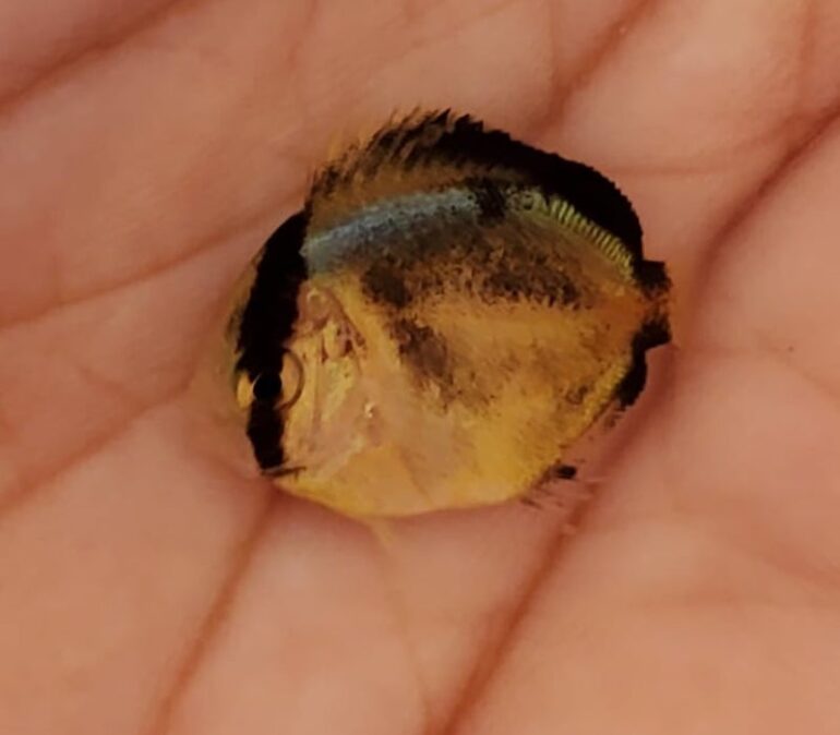 Xanthotis X Griffis Angelfish Hybrid - Bali Aquarich Creates Another ...