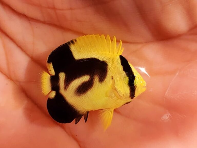 Xanthotis X Griffis Angelfish Hybrid - Bali Aquarich Creates Another ...