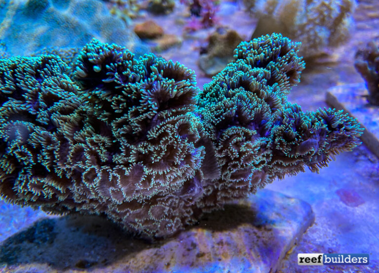 Aerospace Hydnophora is a Wild Color Morph of Horn Coral | Reef ...