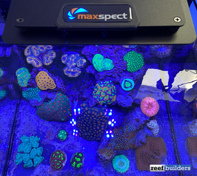 Maxspect Jump L-165 LED Strikes a Balance of Features, Power, and Price ...