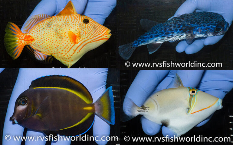 Four Very Rare & Unique Specimens from RVS Fishworld | Reef Builders ...