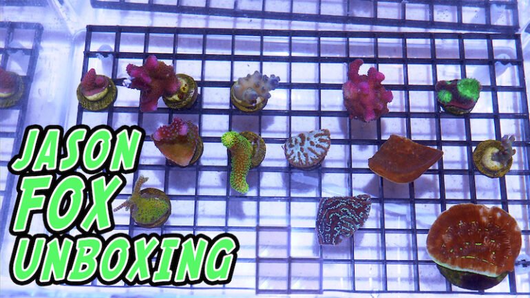 Unboxing a New Coral Shipment from Jason Fox | Reef Builders | The Reef ...