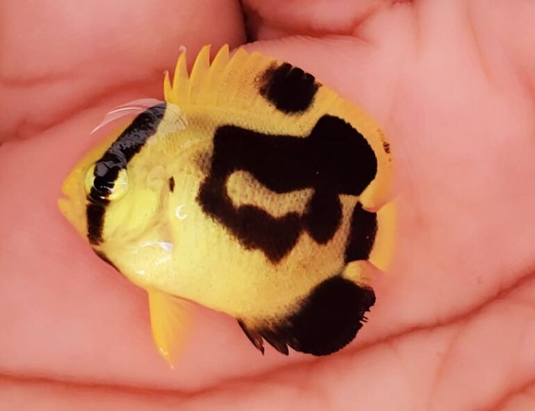 Xanthotis X Griffis Angelfish Hybrid - Bali Aquarich Creates Another ...