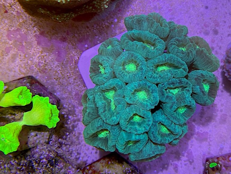 Two Tone Green Candy Coral Added to Our Collection | Reef Builders ...