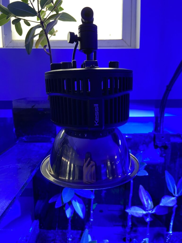 Kessil A500X LED Review - Changing our Mind About Point Source Lighting ...