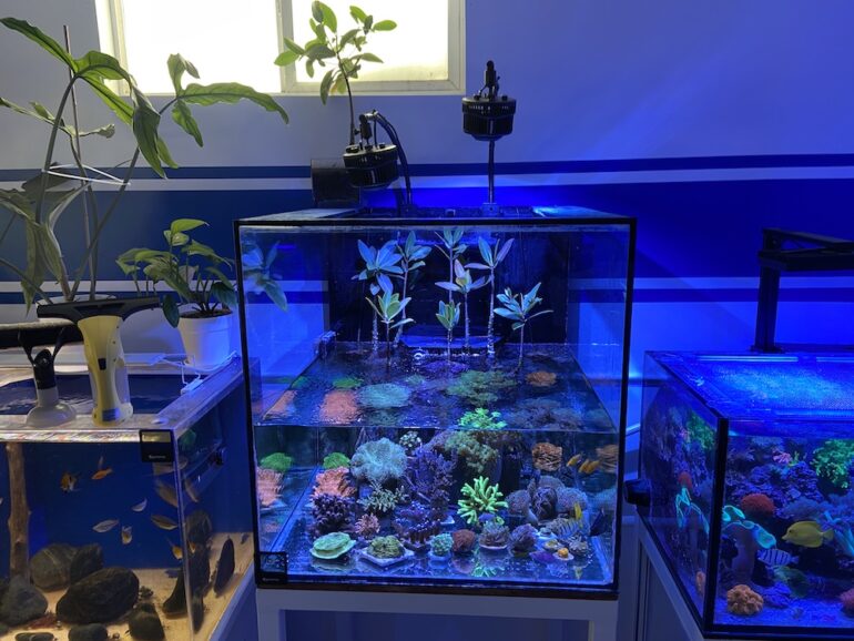 Kessil A500X LED Review - Changing our Mind About Point Source Lighting ...