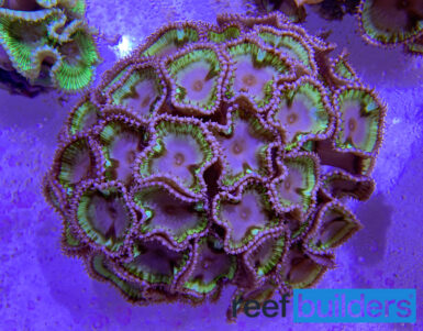 Palythoa grandis - Sun Polyps are Our Favorite Zoanthids! | Reef ...
