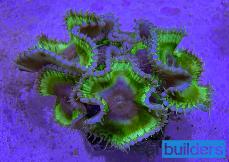 Palythoa grandis - Sun Polyps are Our Favorite Zoanthids! | Reef ...
