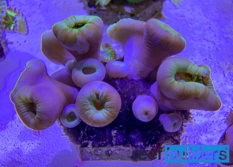 Palythoa grandis - Sun Polyps are Our Favorite Zoanthids! | Reef ...