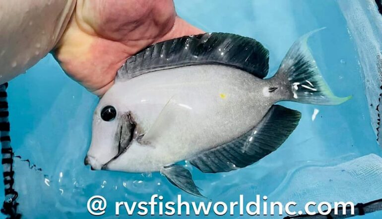 Rare White Panda Mimic Tang Discovered in the Philippines | Reef ...