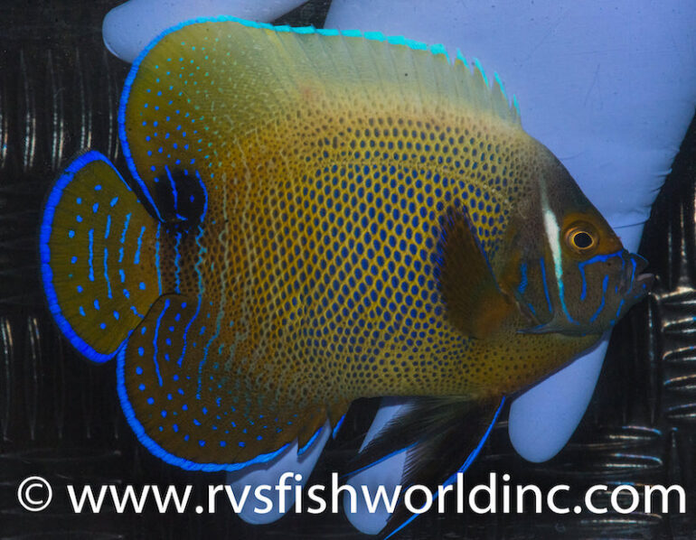 This is NOT a Blueface X Sixbar, it’s a Sixbar x Blueface Hybrid | Reef ...