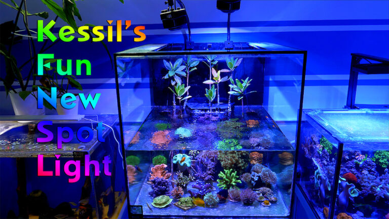 Kessil A500X LED Review - Changing our Mind About Point Source Lighting ...