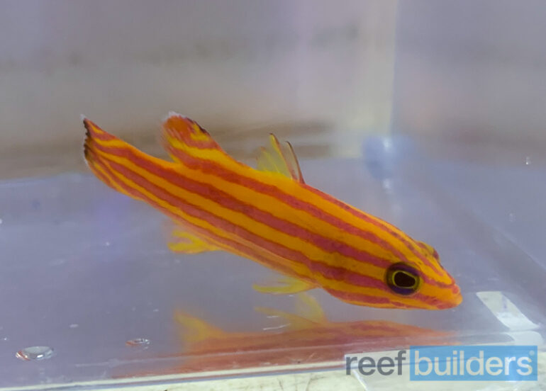 ‘Vivid’ Candy Basslet Forgot Its Black Accents | Reef Builders | The ...