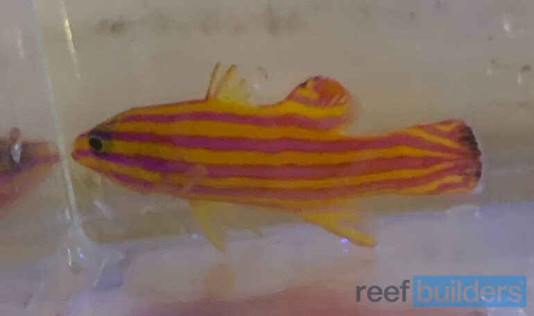 ‘Vivid’ Candy Basslet Forgot Its Black Accents | Reef Builders | The ...
