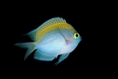 Some Damselfish Favorites Reclassified as Azurina & Pycnochromis | Reef ...