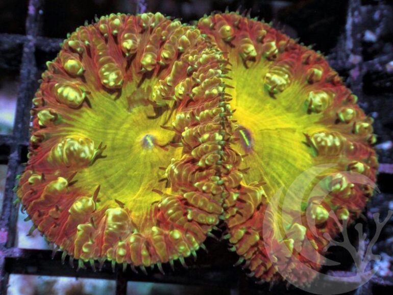 Blastomussa vivida is Blooming at Pacific East Aquaculture | Reef ...
