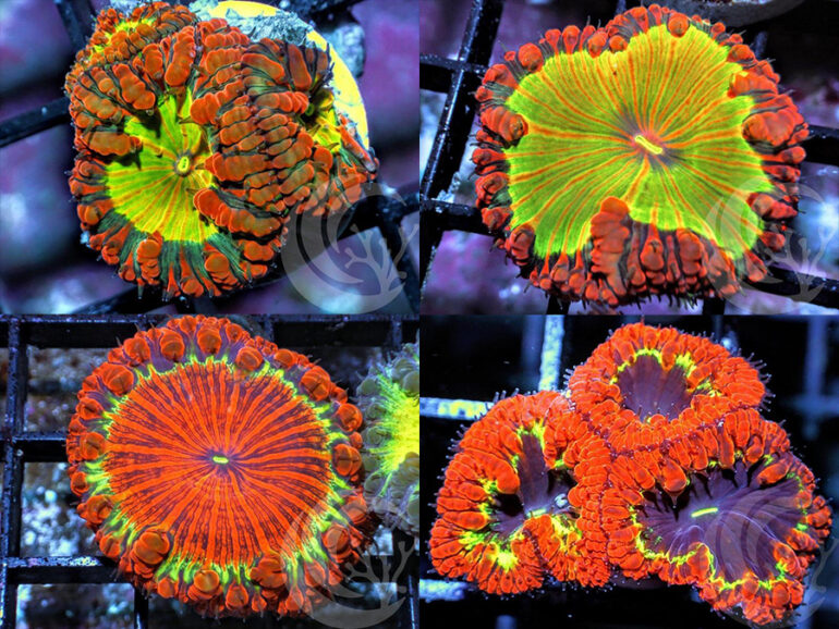 Blastomussa vivida is Blooming at Pacific East Aquaculture | Reef ...