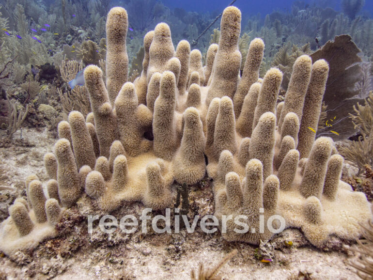 Dendrogyra cylindrus Declared Extinct in Florida | Reef Builders | The ...
