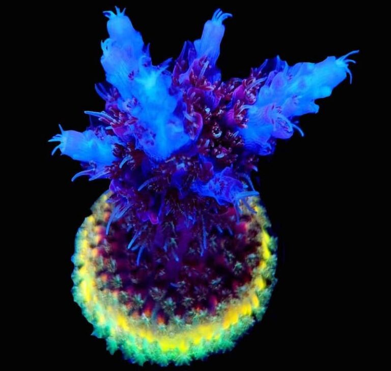 Reef Pro Complete AB - a Hobbyist Formulated 2-Part Solution | Reef ...