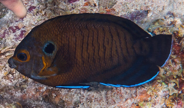 Rare and Unusual Orange Centropyge multispinis Photographed in Maldives ...