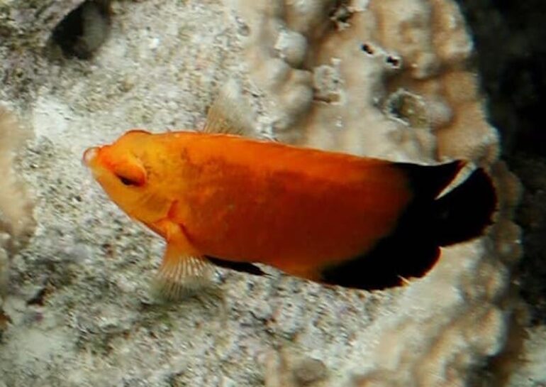Rare and Unusual Orange Centropyge multispinis Photographed in Maldives ...