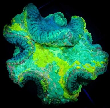 Pizza Anemones are Poised for their Aquarium Moment | Reef Builders ...