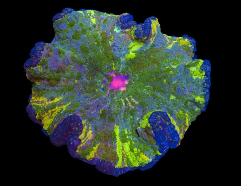 Pizza Anemones are Poised for their Aquarium Moment | Reef Builders ...