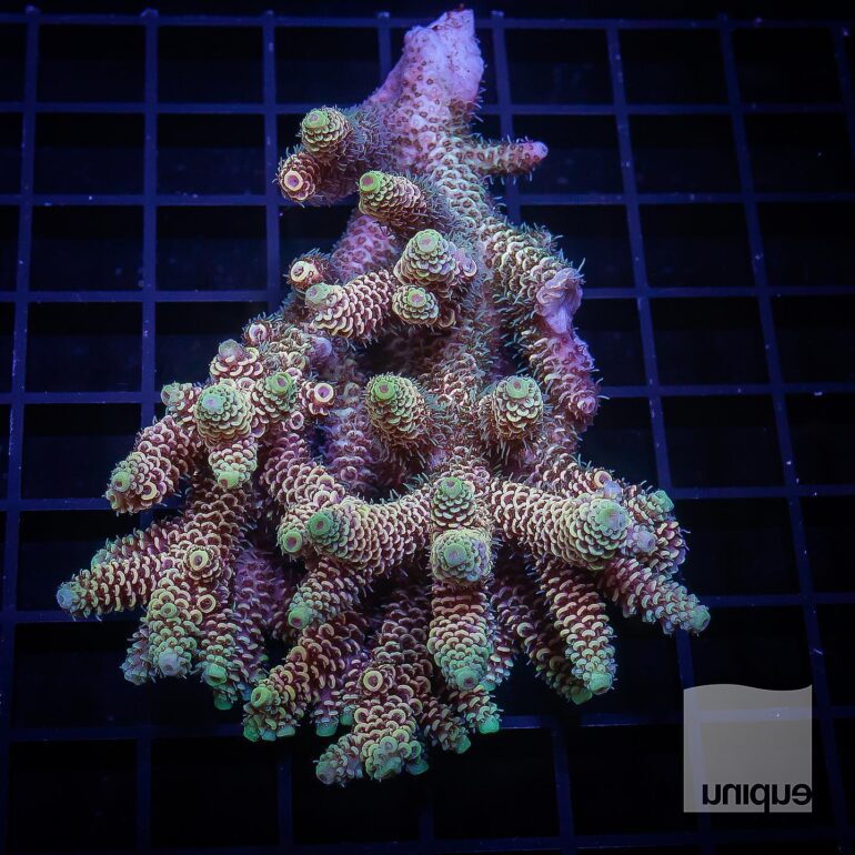 Solomon Island Acropora millepora Are Taking Over Unique Corals | Reef ...