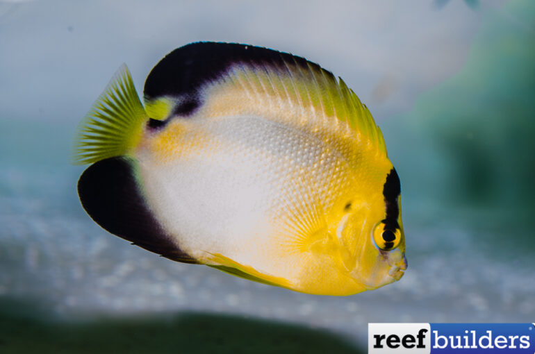 The Bali Aquarich Nebula Angelfish is a Really Cute Fish | Reef ...